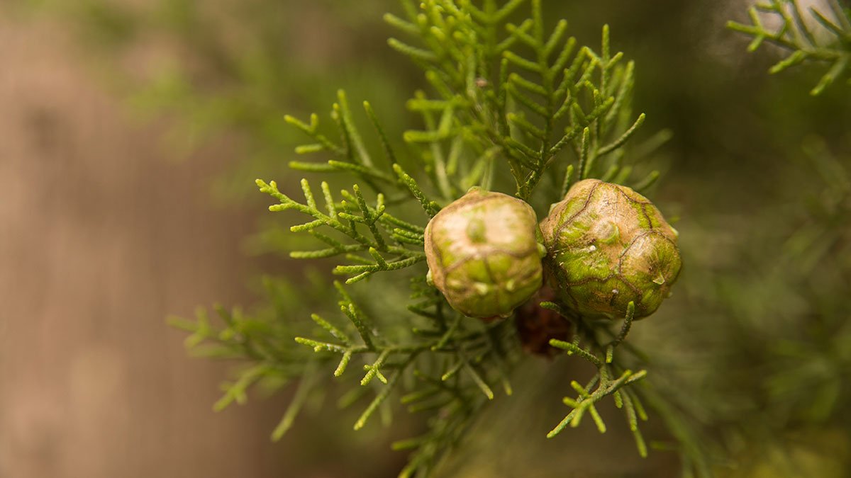 Ciprés » Cocina con Alegría