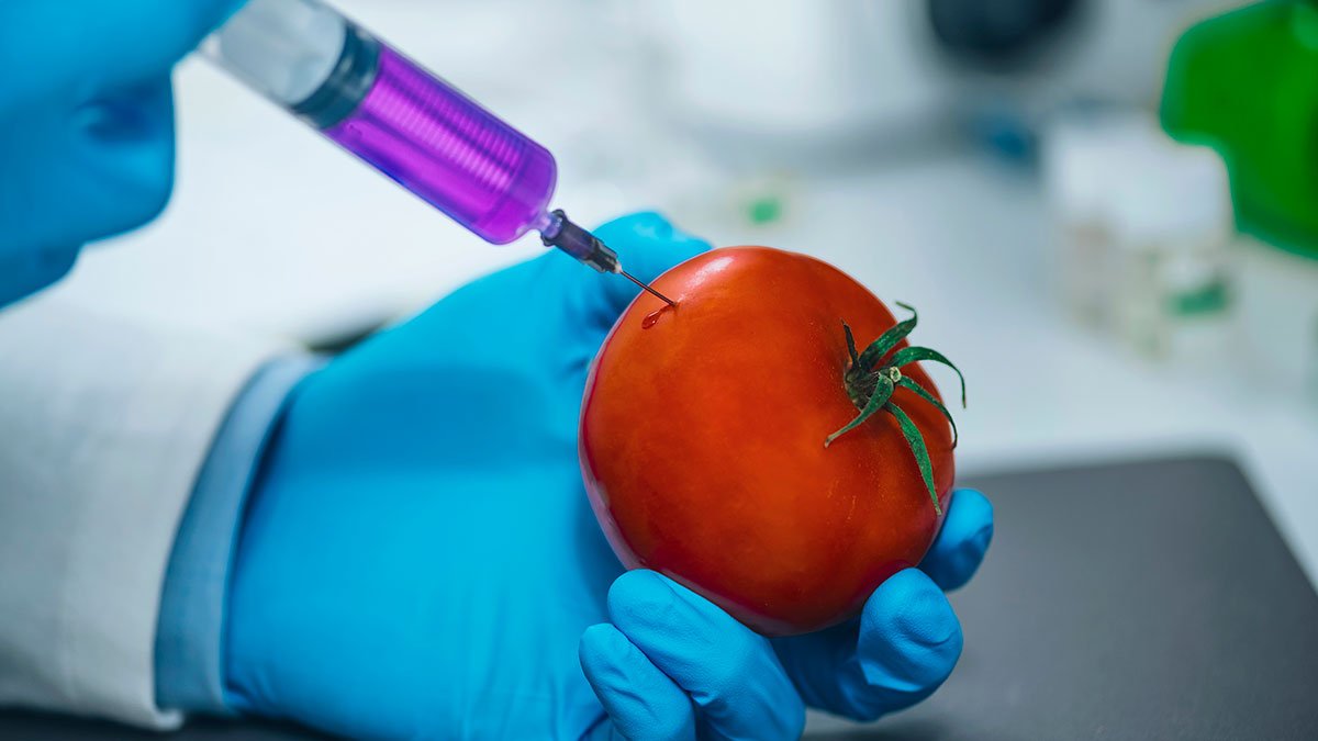 La realidad de los productos transgénicos » Cocina con Alegría